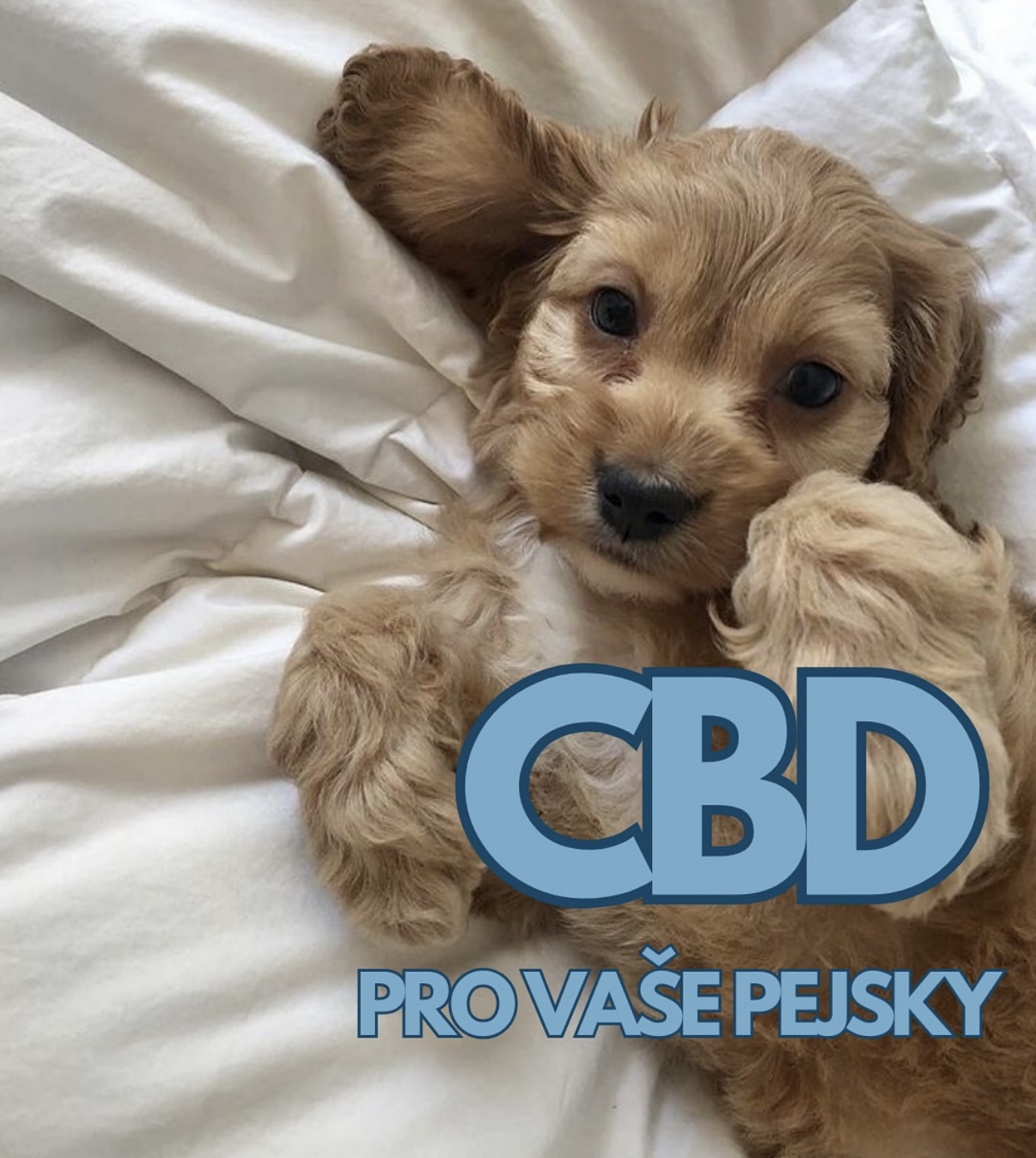 CBD pro Vašeho psa ? - GUMMY LIFE