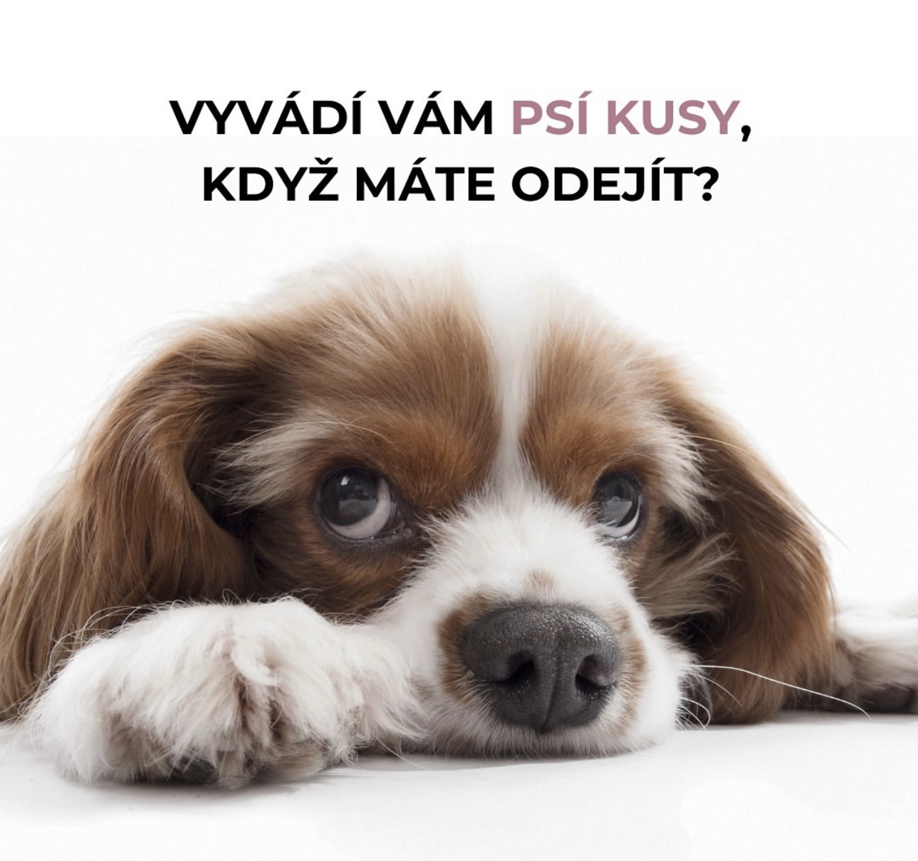 CBD pro Vašeho psa - GUMMY LIFE